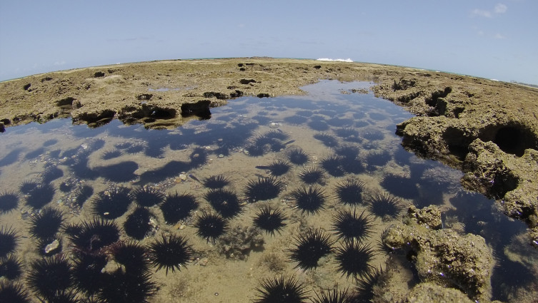 Spotlight: Biodiversity of intertidal food webs in response to warming ...